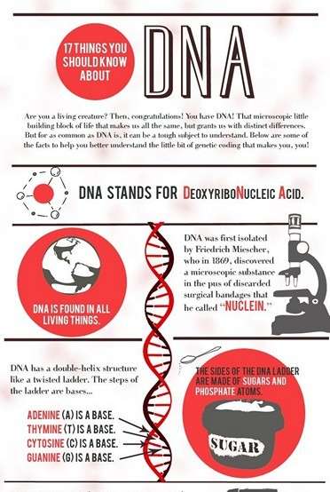 Infographic On 12 Dna Fun Facts Dna Facts Dna Fun Facts - Riset Infographic On 12 Dna Fun Facts Dna Facts Dna Fun Facts - Riset